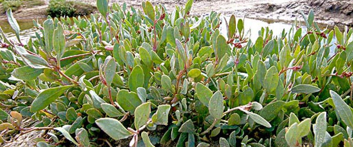 Gewone zoutmelde | Vleet